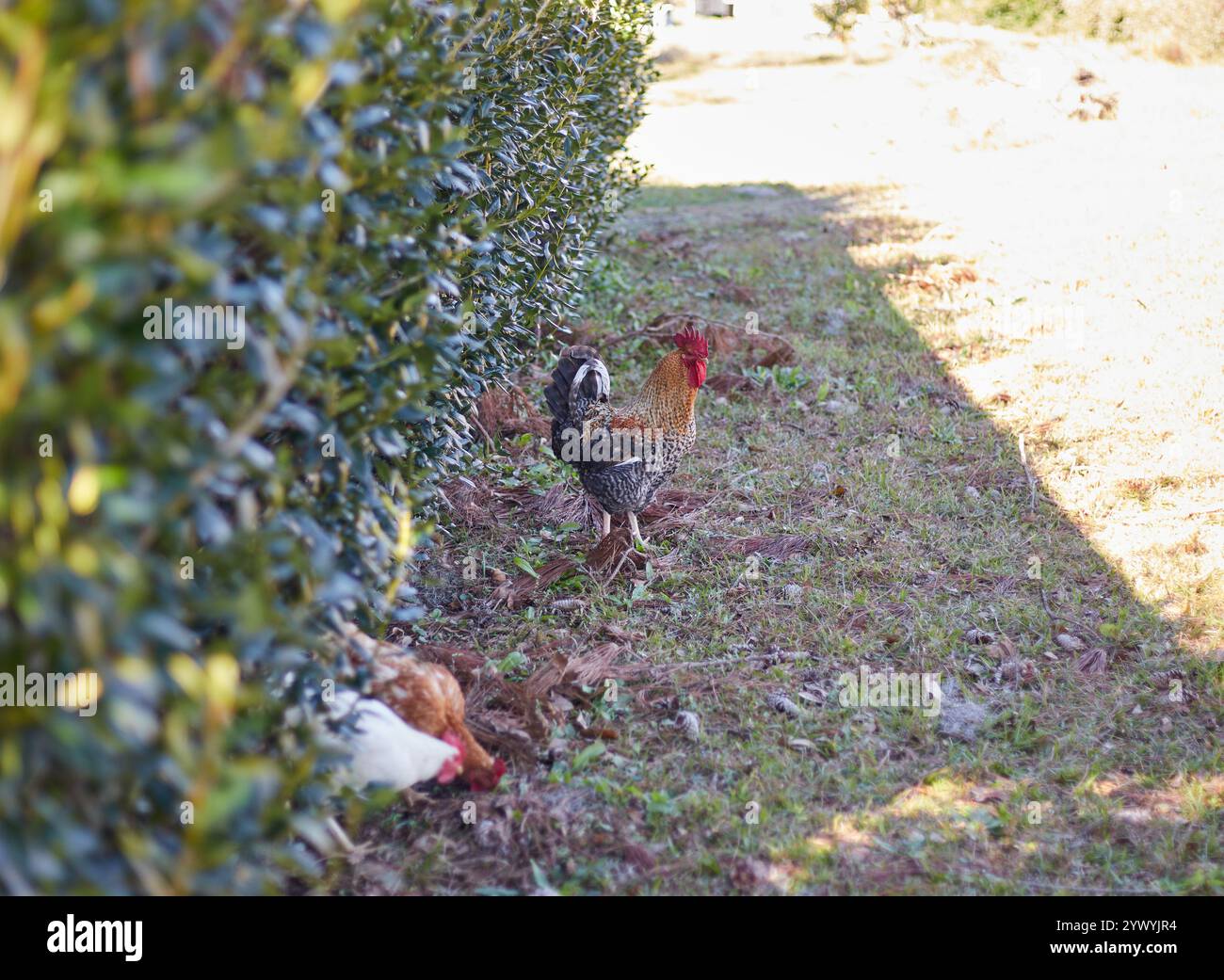 Happy organically raised and feed backyard chickens, enjoying the ...