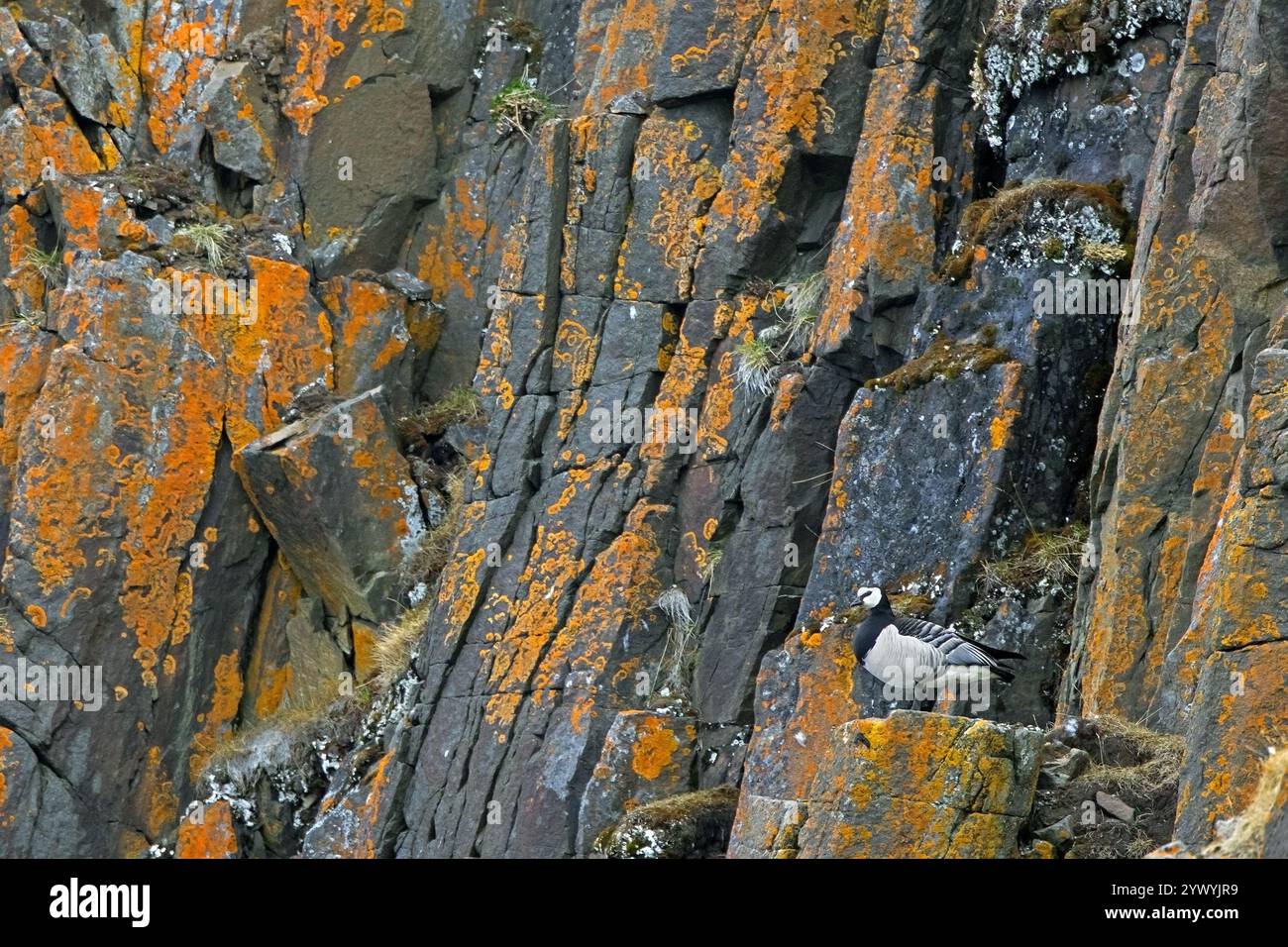 Barnacle goose (Branta leucopsis) standing on rock ledge in cliff face ...