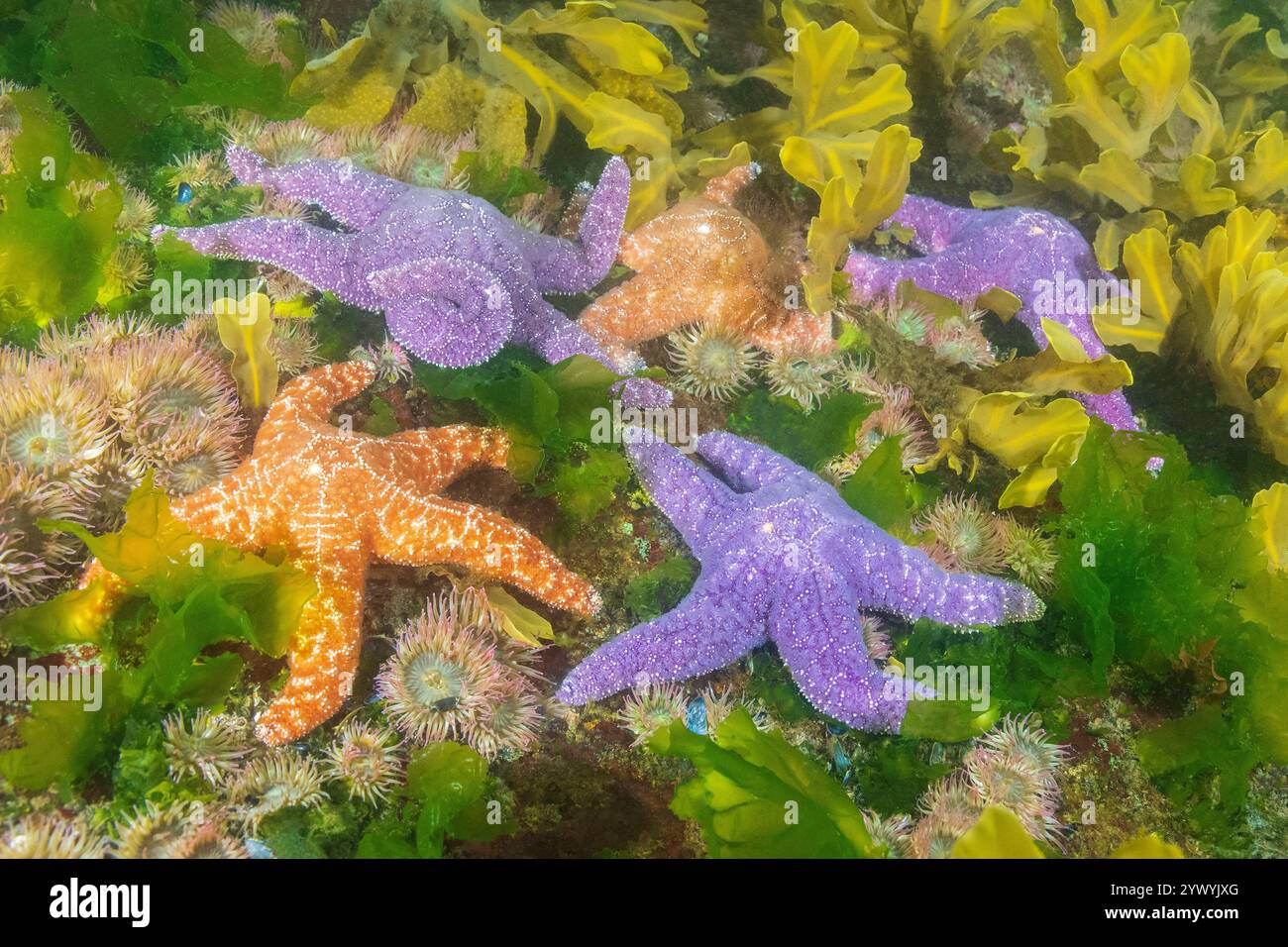 Ochre star Pisaster ochraceus, Pink tipped anemone Anthopleura ...