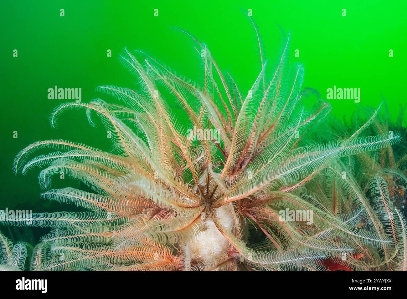 Sharp lipped hi-res stock photography and images - Alamy