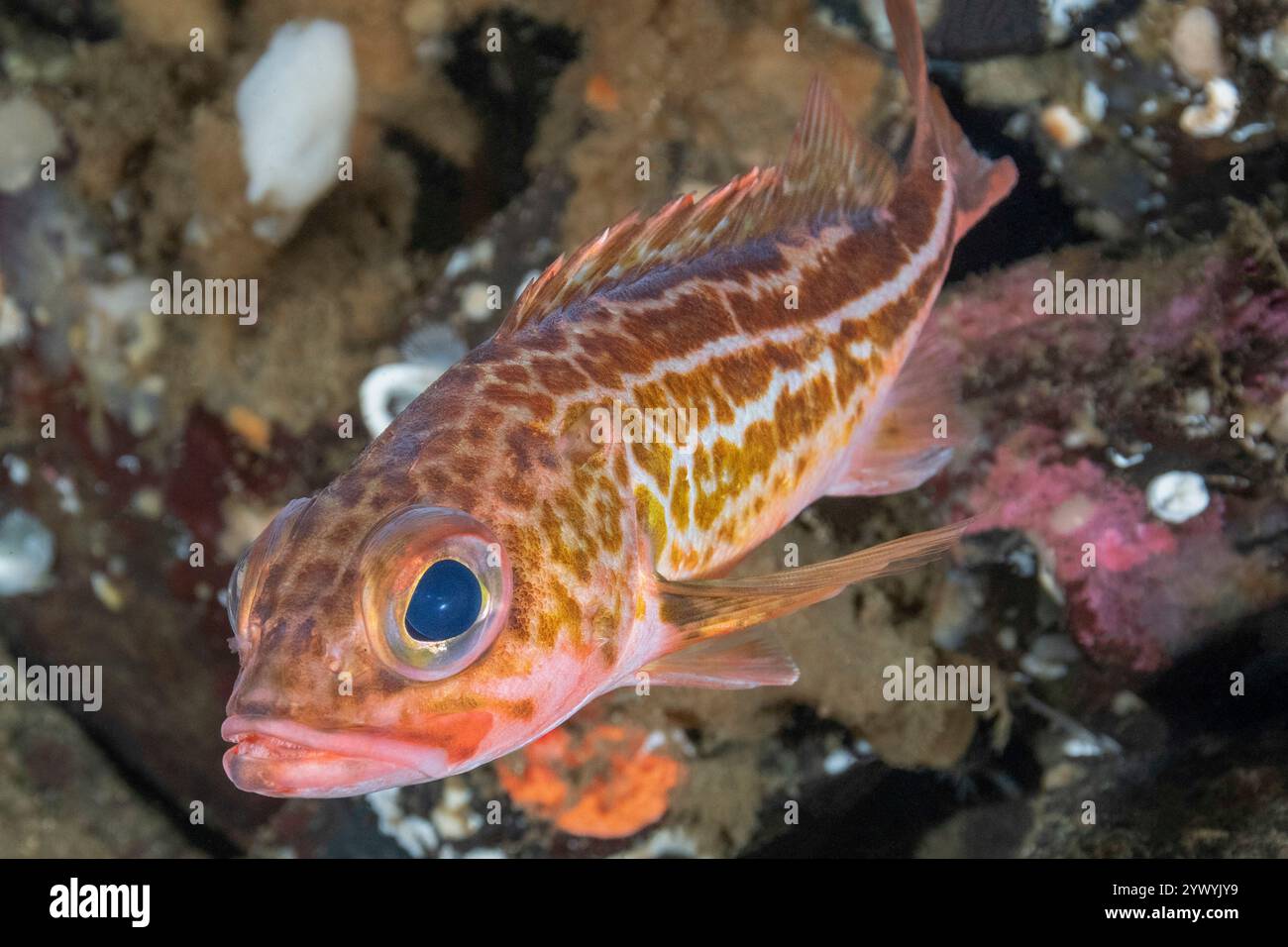 Green spotted rockfish Sebastes chlorostictus, Sechelt Inlet Agamemnon ...