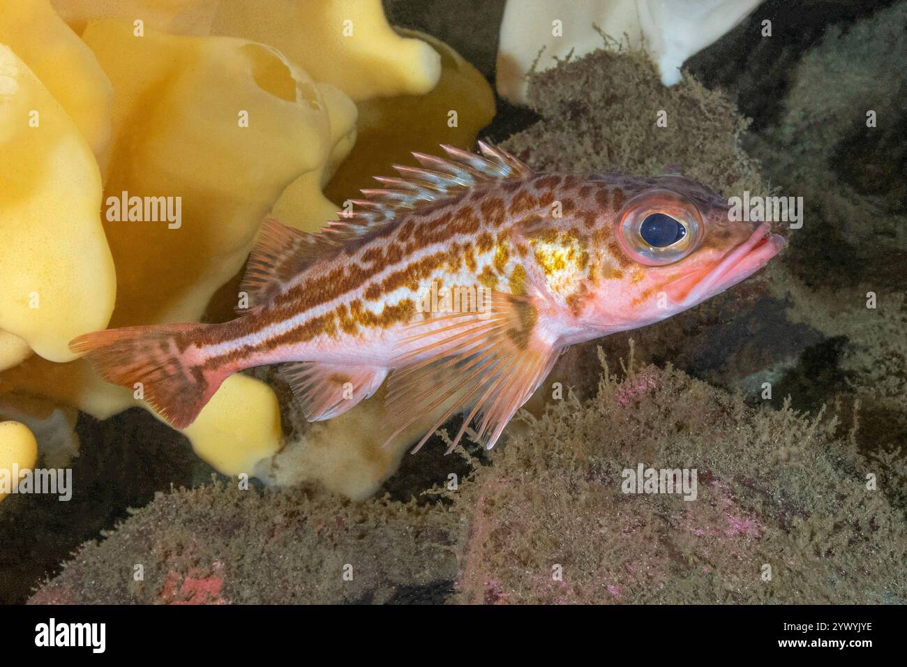 Cloud sponge Aphrocallistes vastus, Green spotted rockfish Sebastes ...