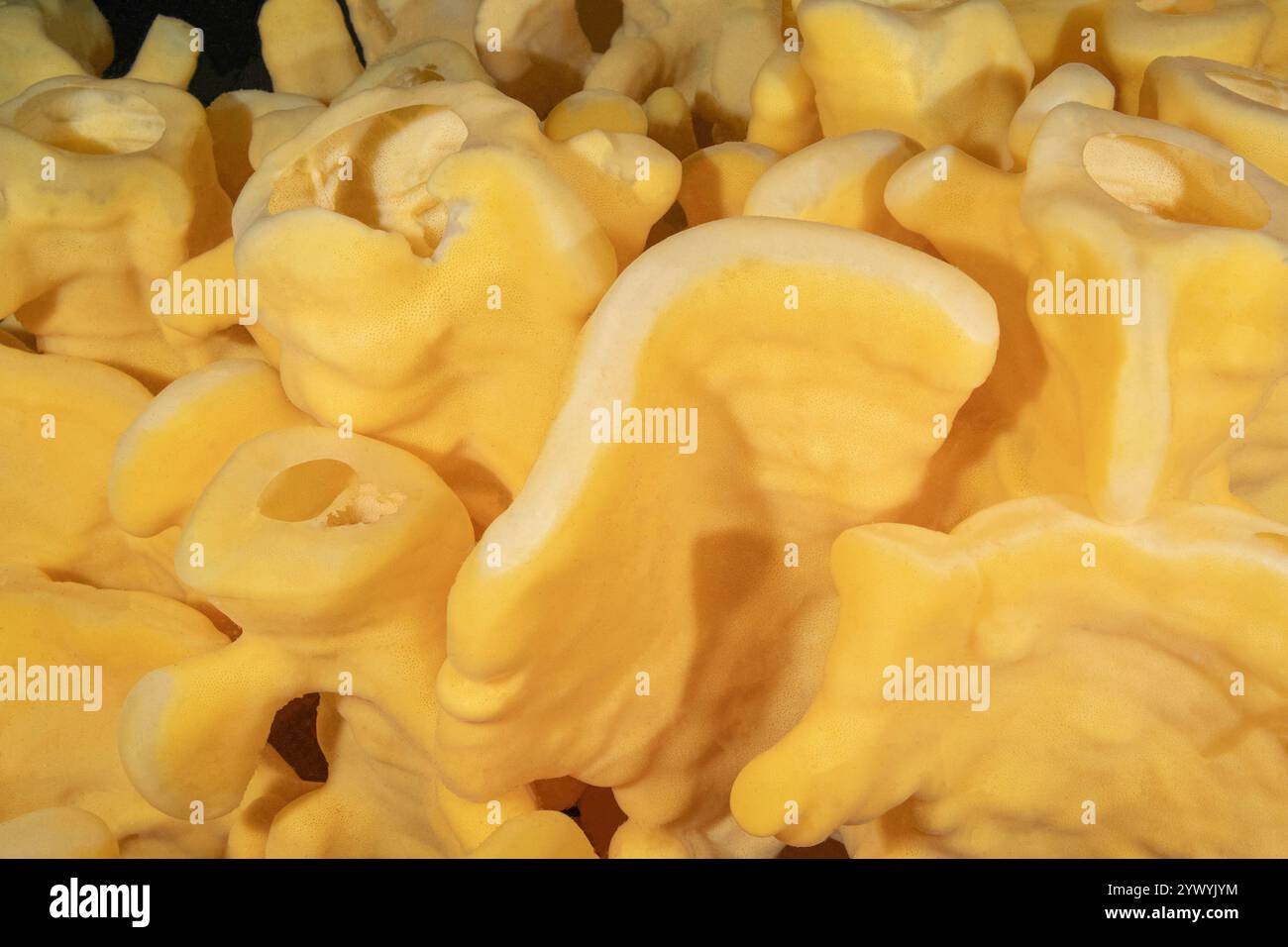 Cloud sponge Aphrocallistes vastus, Sechelt Inlet Agamemnon Channel ...