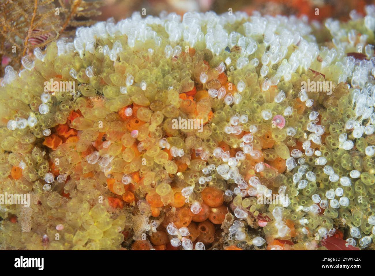 Fort casey state park hi-res stock photography and images - Alamy