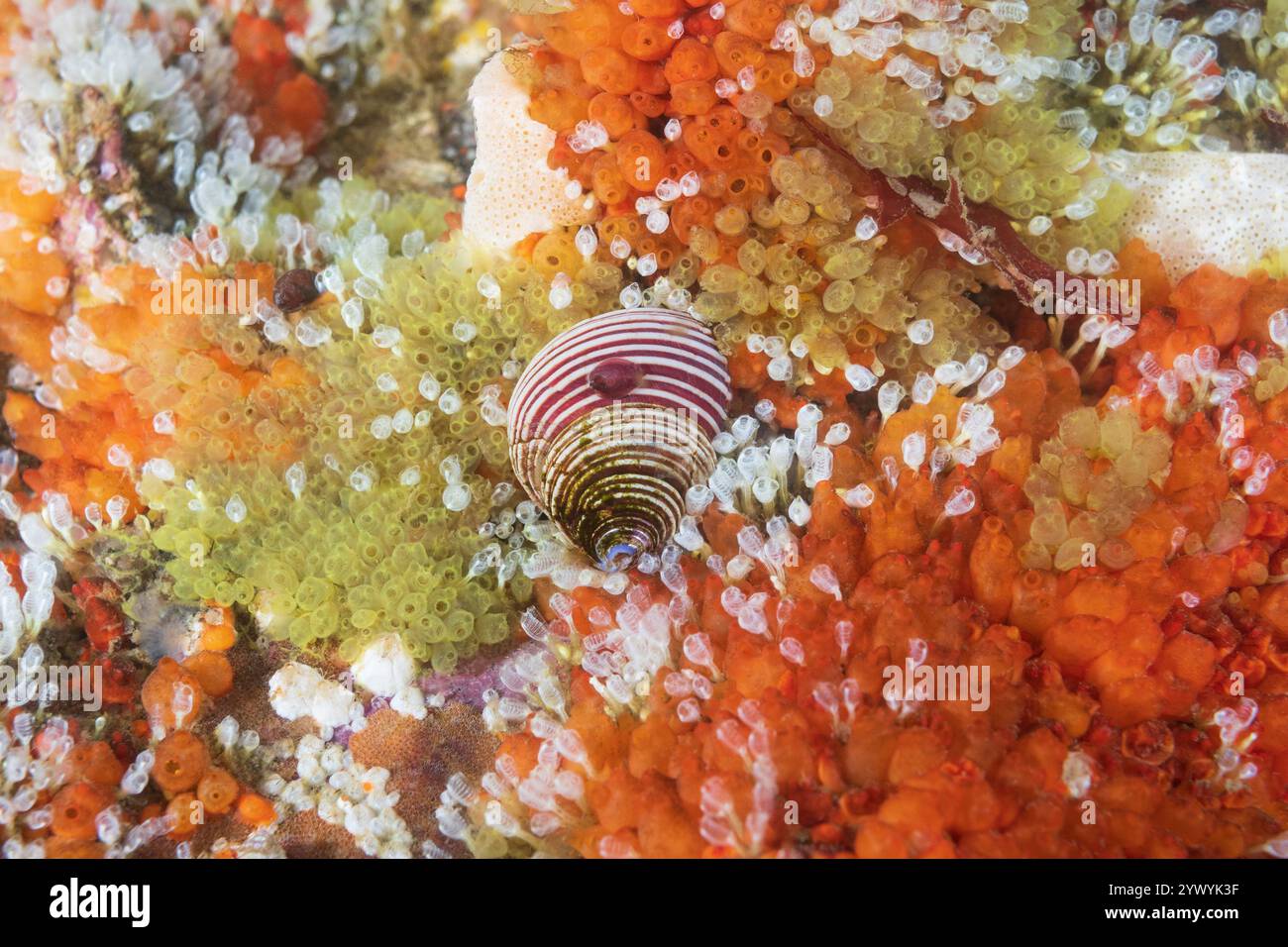 Blue-ring topsnail. Calliostoma ligatum, Hooked slipper snail Crepidula ...