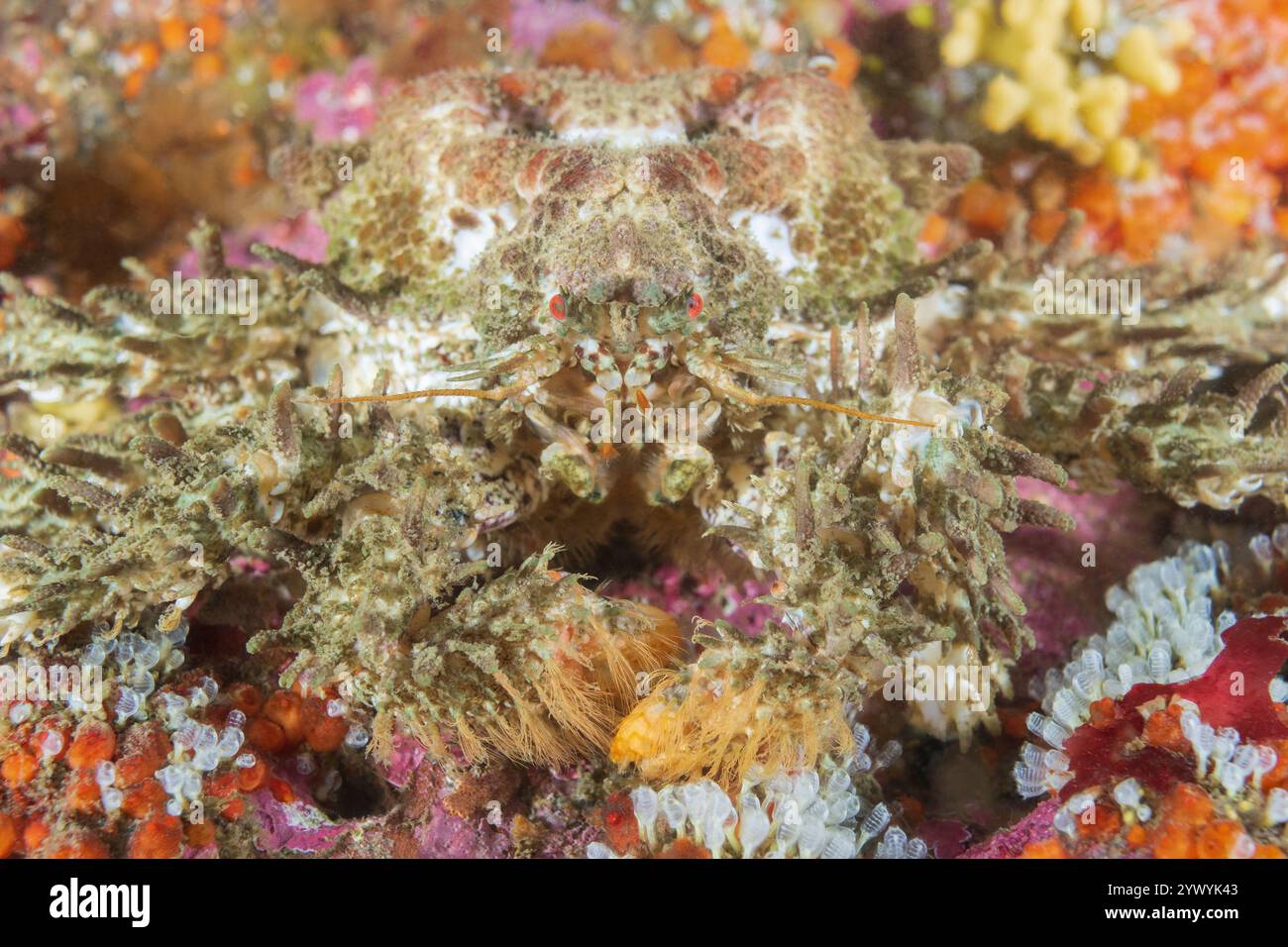 Heart crab Phyllolithodes papillosus, Keystone Jetty Keystone Marine ...