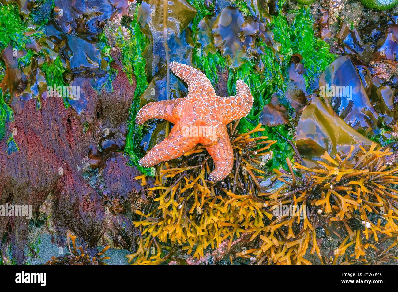 Invertebrate rock pool hi-res stock photography and images - Alamy