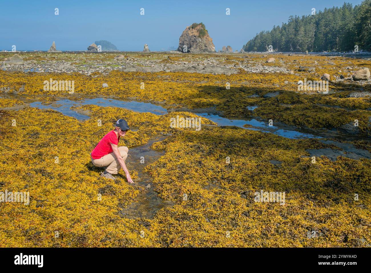 Brown algae Fucus distichus, Cape Alava, Lake Ozette Olympic National ...