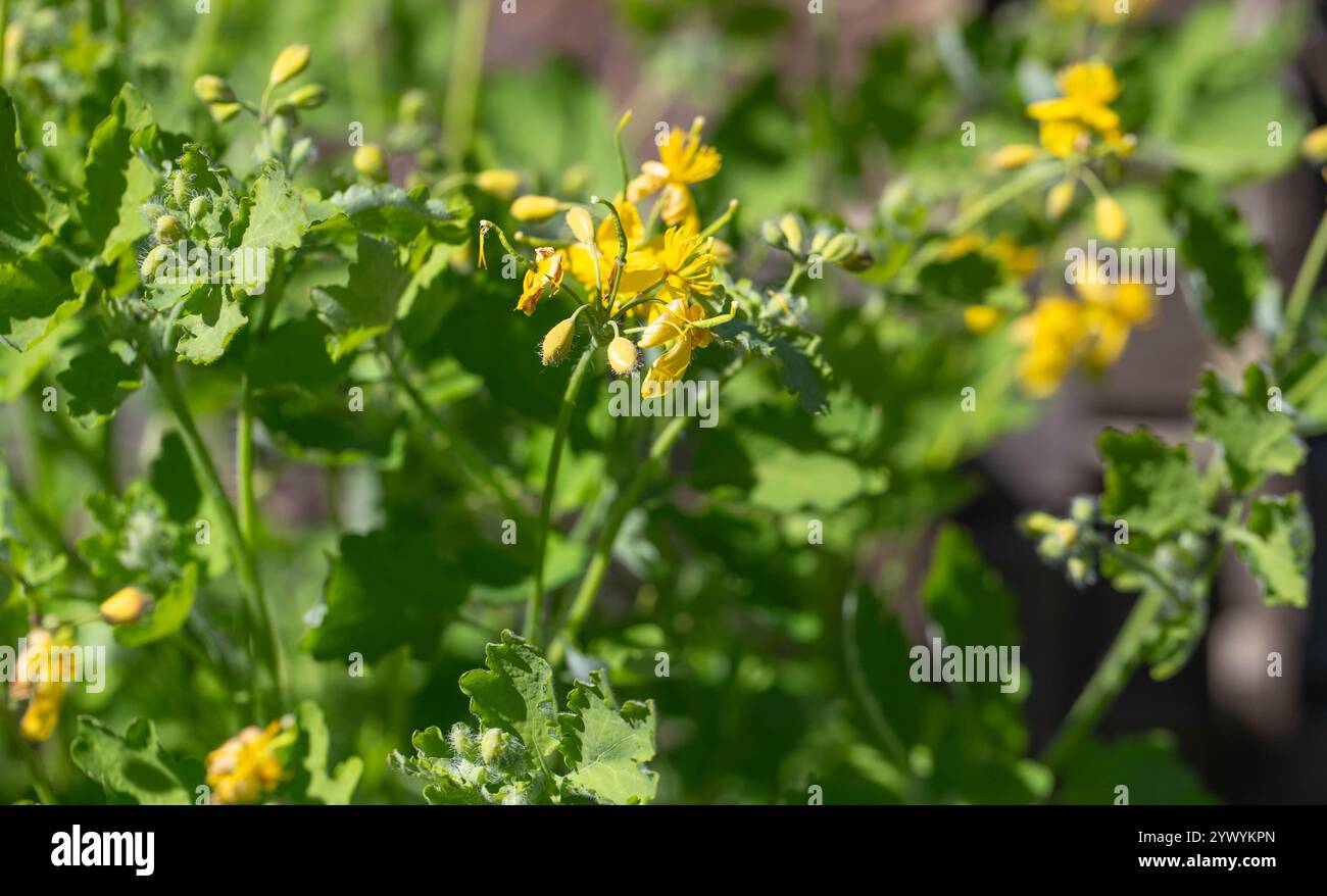 Scabies flowers hi-res stock photography and images - Alamy