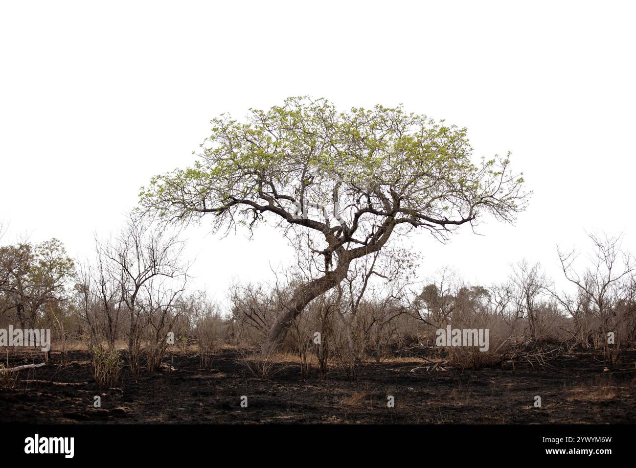 Savanna Fire Management project, Acacia tree in African savannah ...