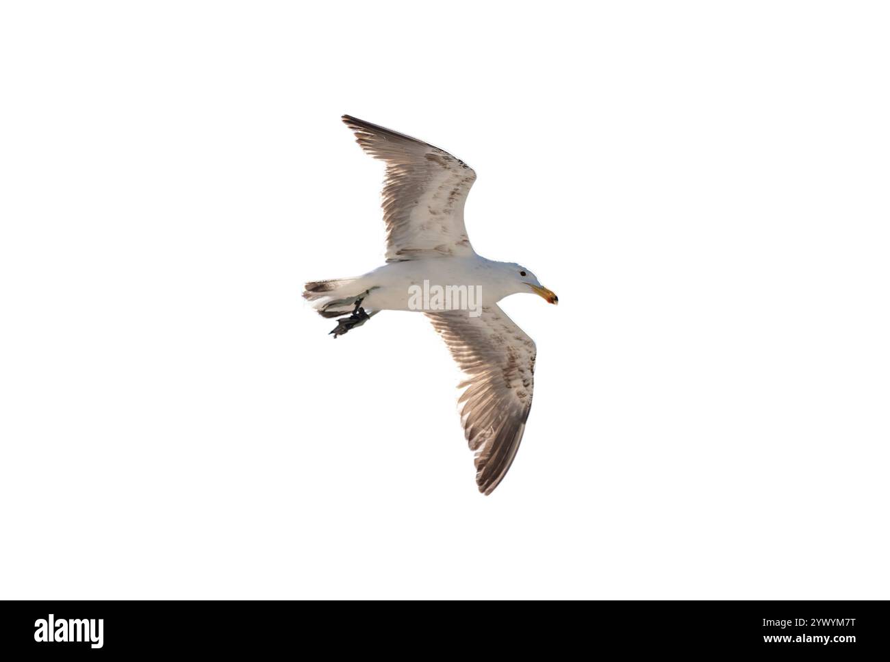 Seagull in flight isolated on white sky, bird flying under view Stock ...