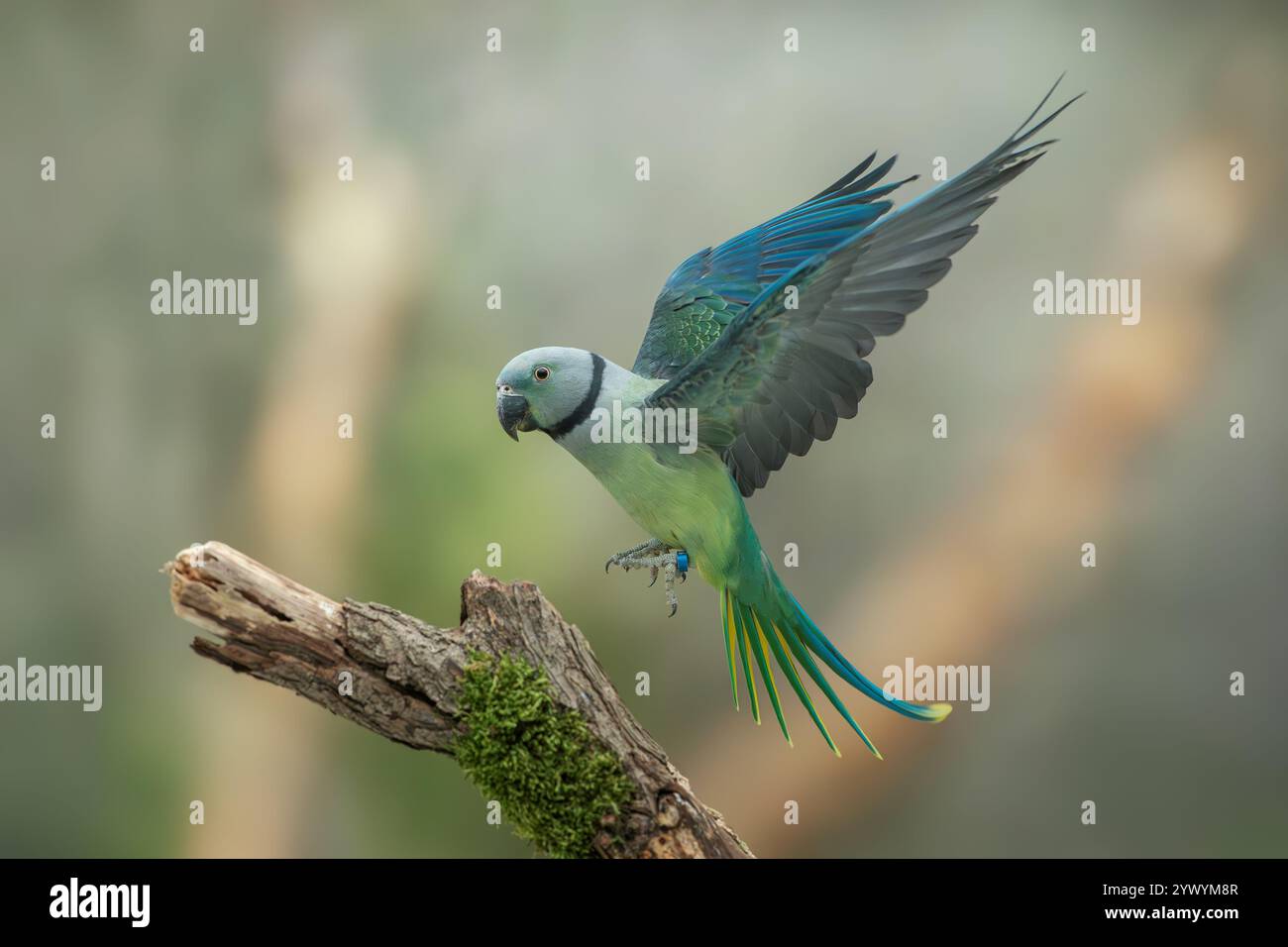 blue-winged parakeet or Malabar parakeet Psittacula columboides Stock ...