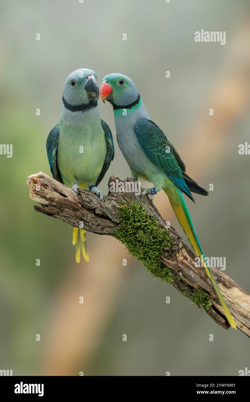 Blue winged parakeet hi-res stock photography and images - Alamy