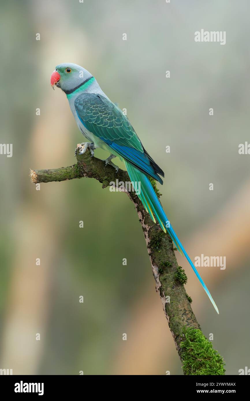 blue-winged parakeet or Malabar parakeet Psittacula columboides Stock ...