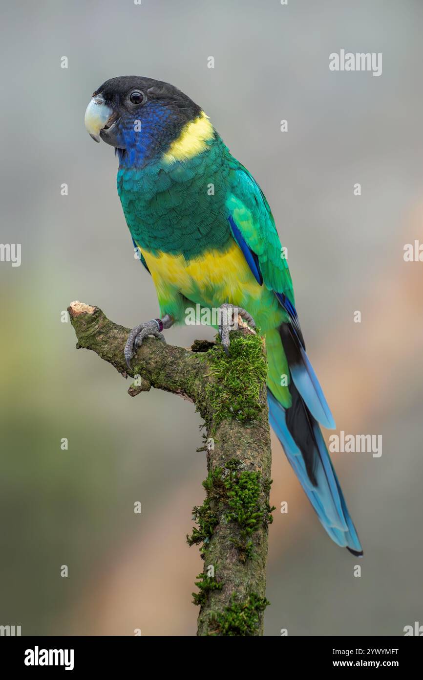 Port lincoln parrot hi-res stock photography and images - Alamy