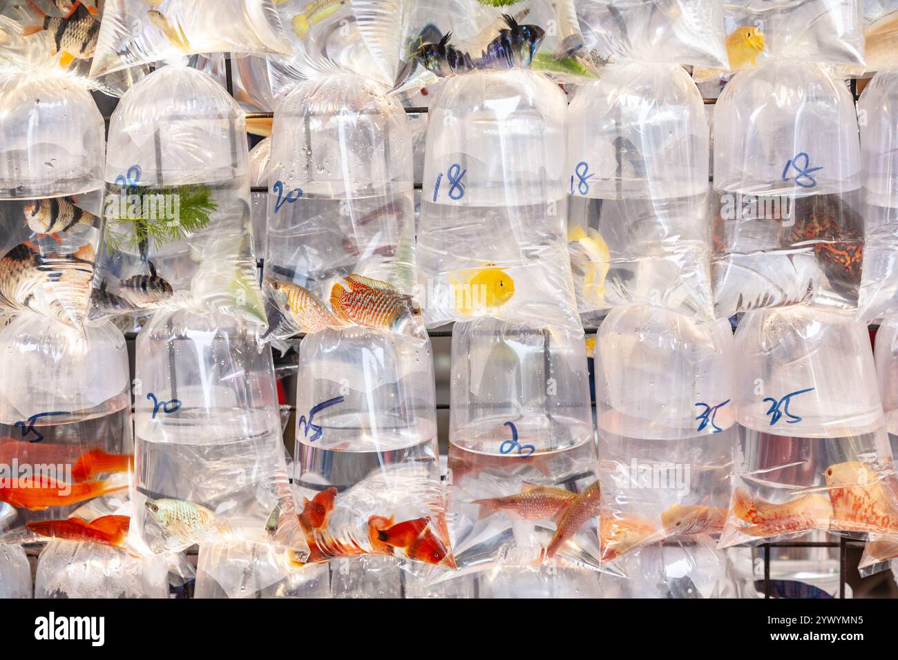 Bags Bags of living fishes for sale at a fish aquarium market downtown ...