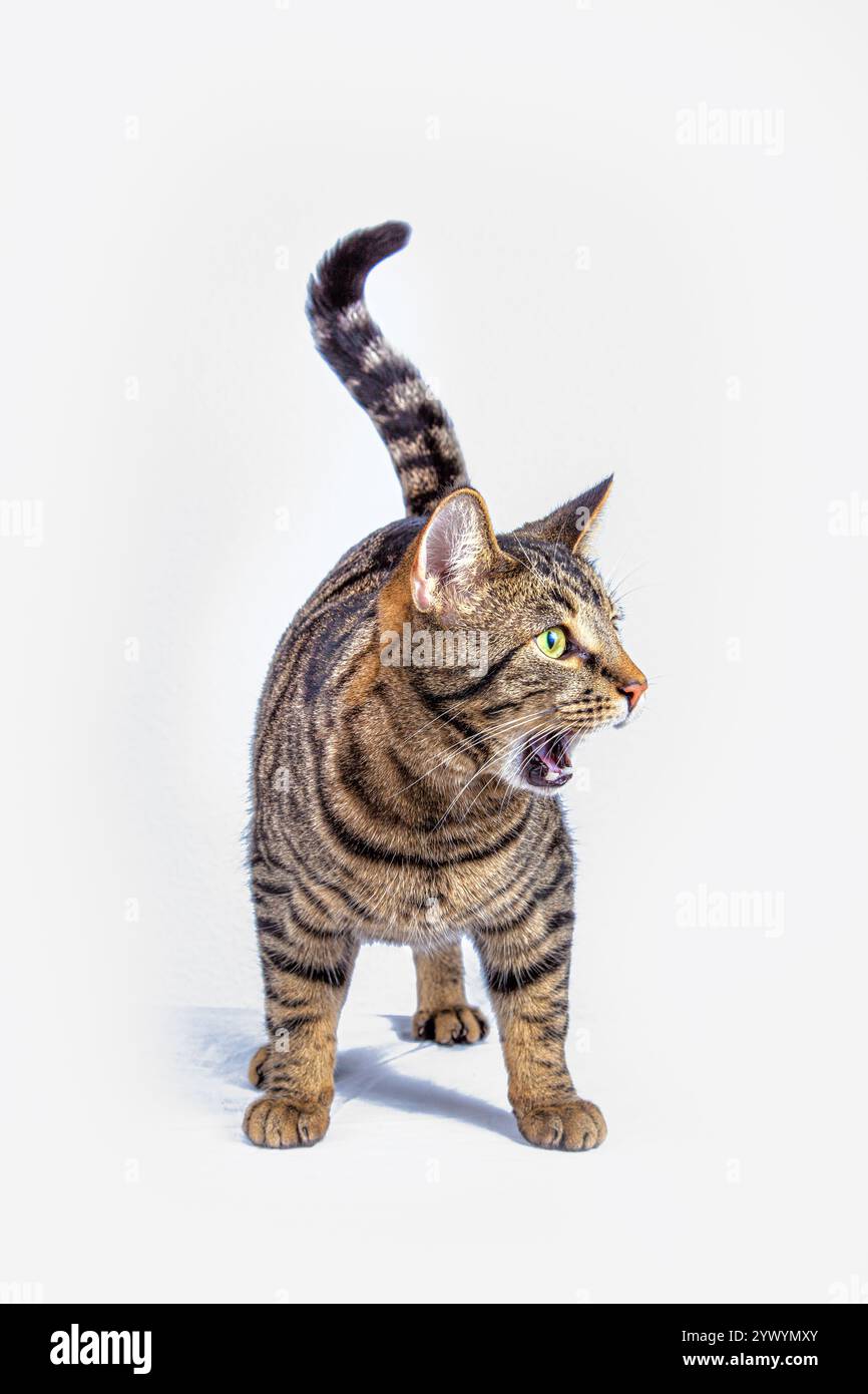 Angry and happy facial eyes hi-res stock photography and images - Alamy