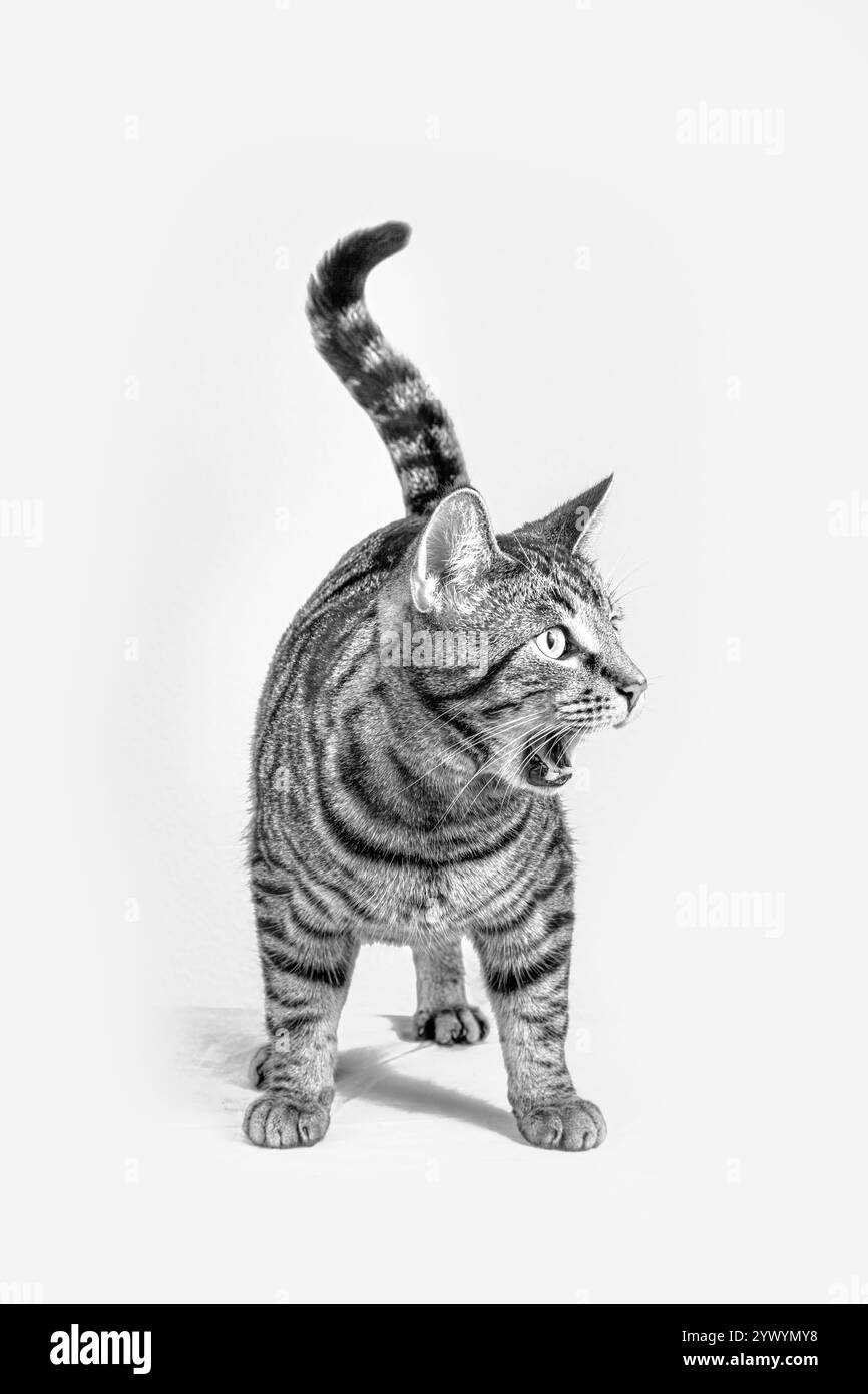 Angry life Black and White Stock Photos & Images - Alamy