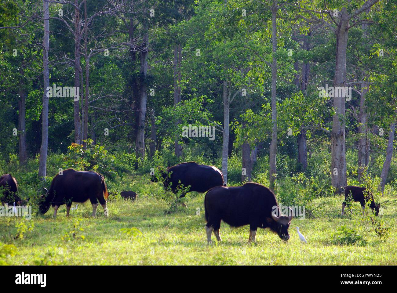 The gaur (Bos gaurus), also called Indian bison, the largest extant ...