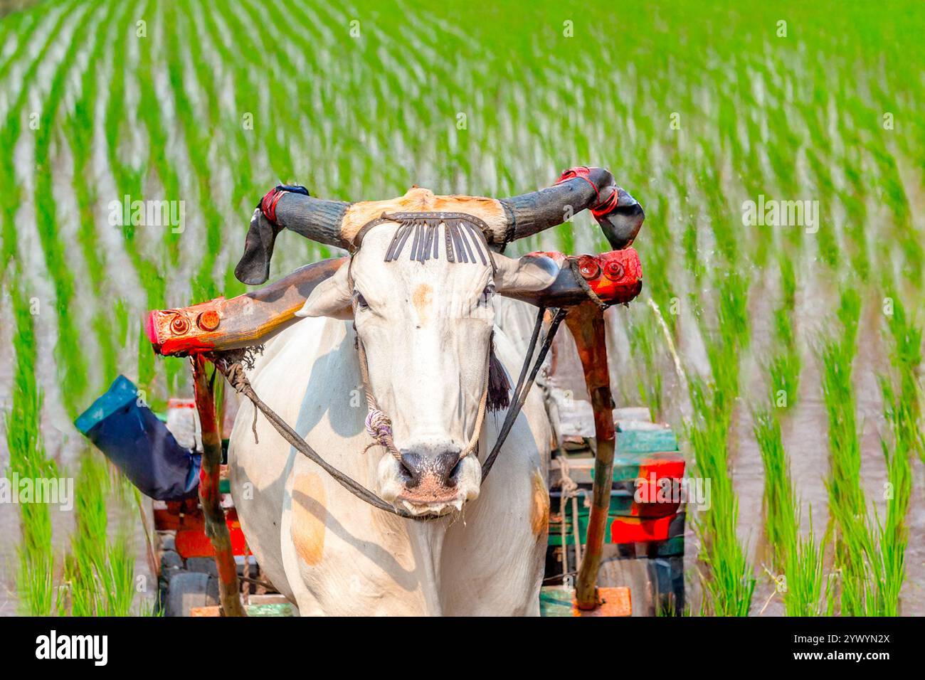 Ox cart working on a rice field patty with socks at his horn in ...