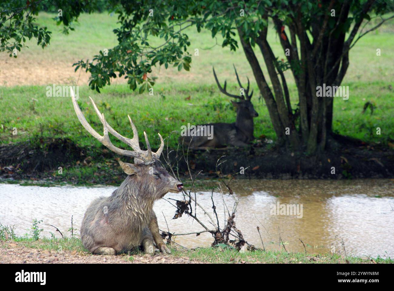 Sambar deer (Rusa unicolor Stock Photo - Alamy