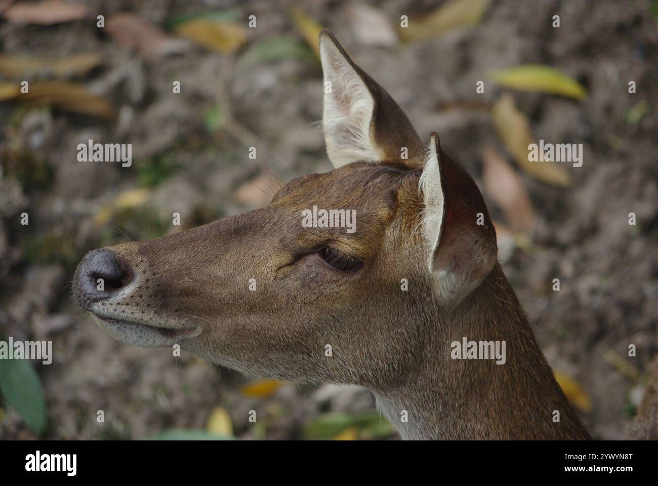 Sambar deer (Rusa unicolor Stock Photo - Alamy