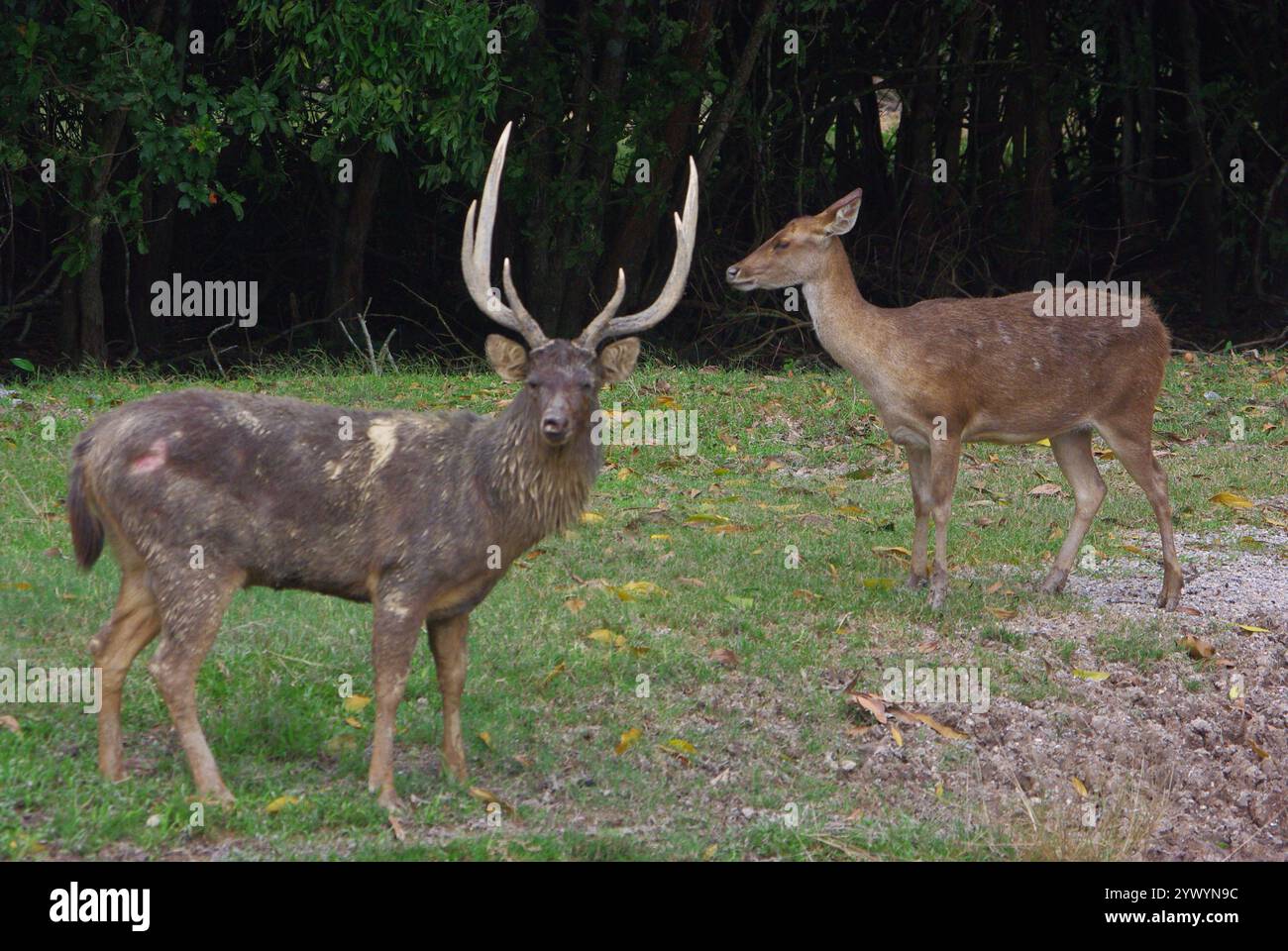 Sambar deer (Rusa unicolor Stock Photo - Alamy