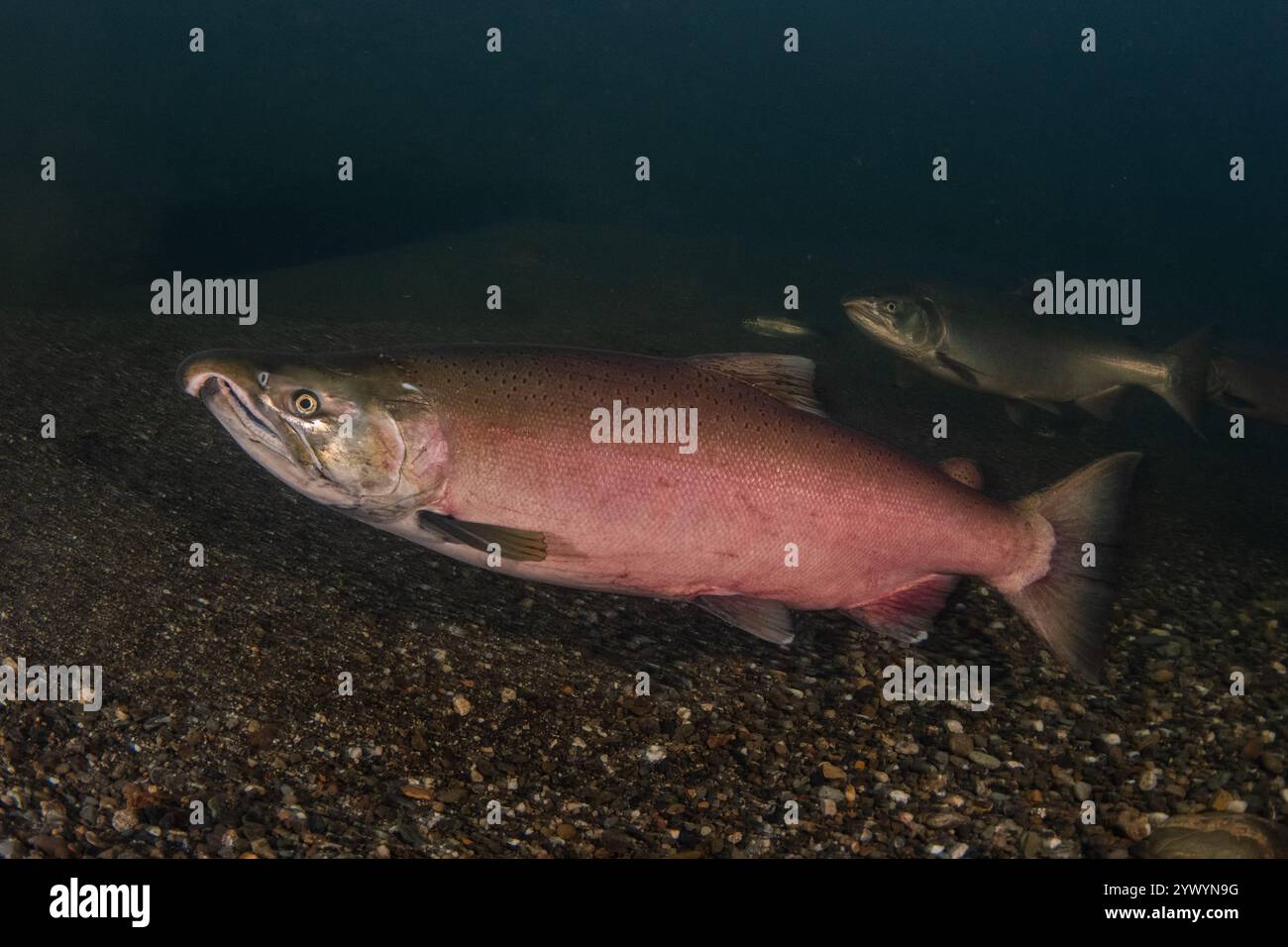 Coho salmon (Oncorhynchus kisutch) swimming upriver to spawn in ...