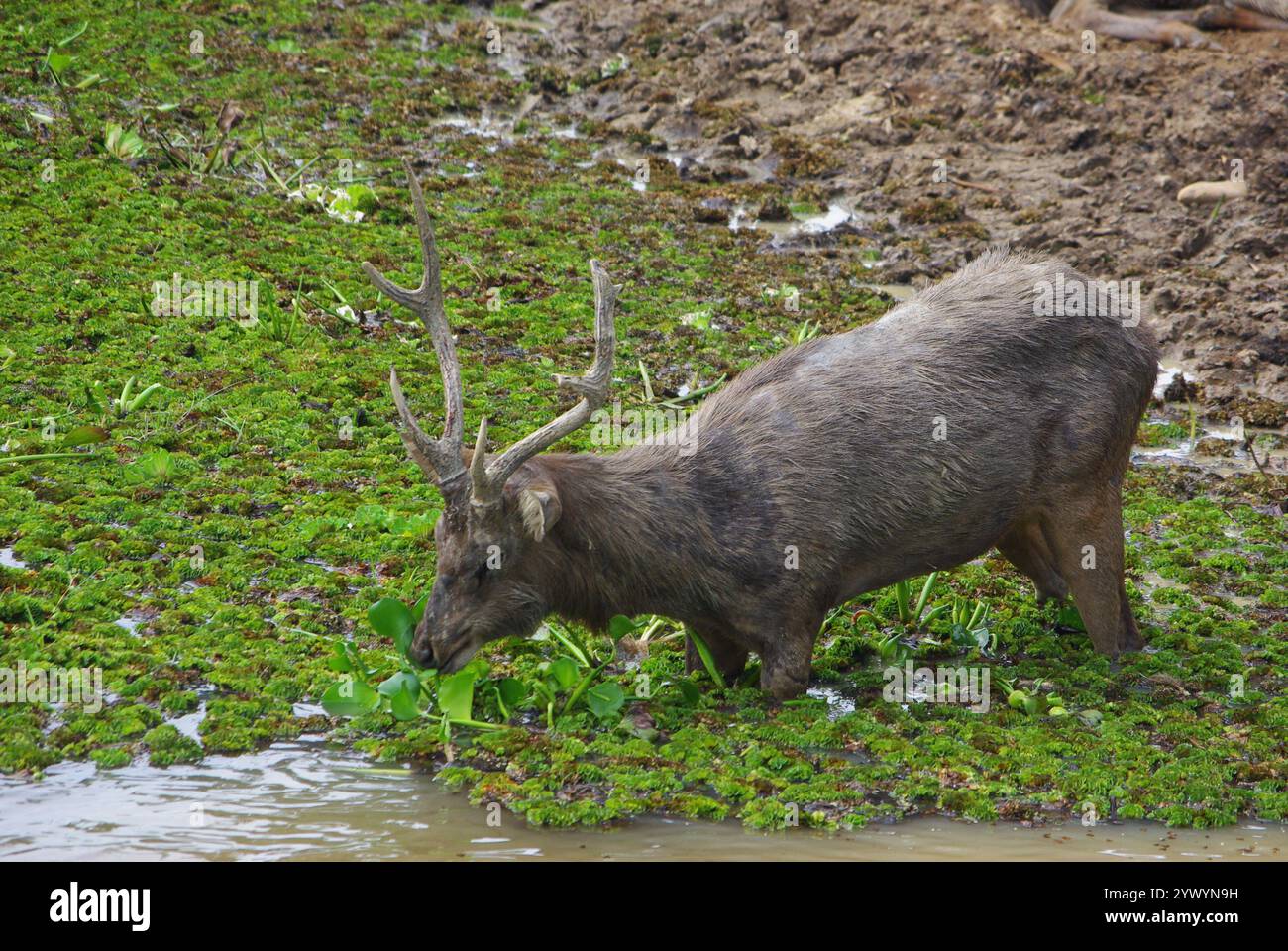 Sambar deer (Rusa unicolor Stock Photo - Alamy