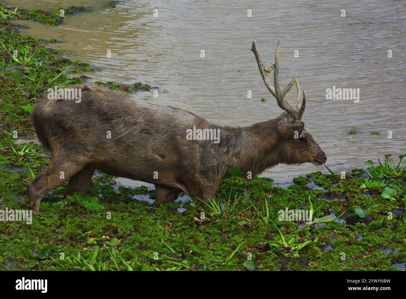 Sambar deer (Rusa unicolor Stock Photo - Alamy