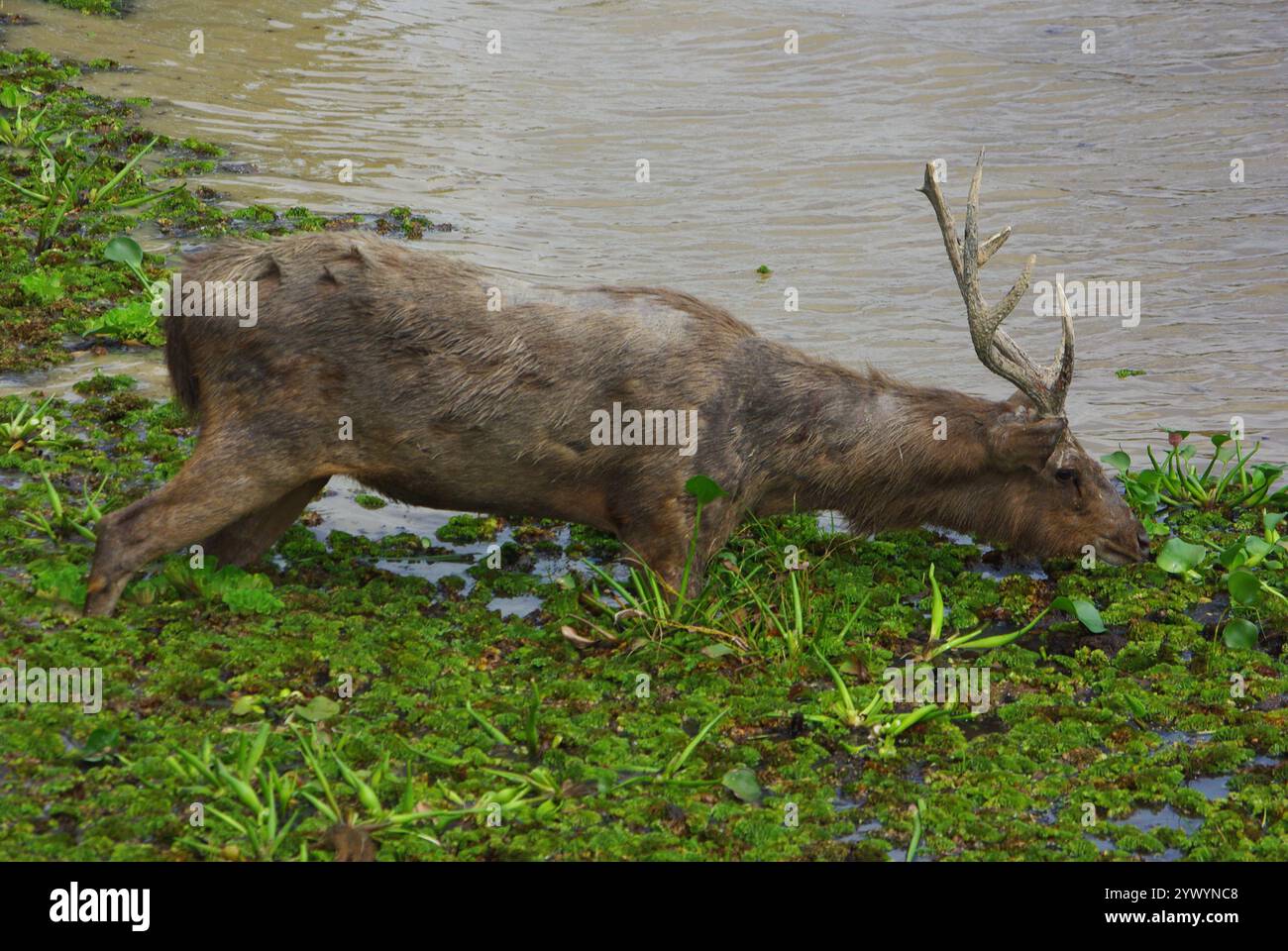 Sambar deer (Rusa unicolor Stock Photo - Alamy