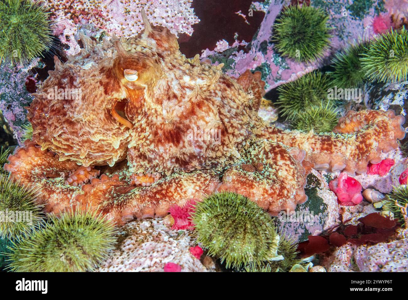 giant Pacific octopus, Enteroctopus dofleini, among green sea urchin ...