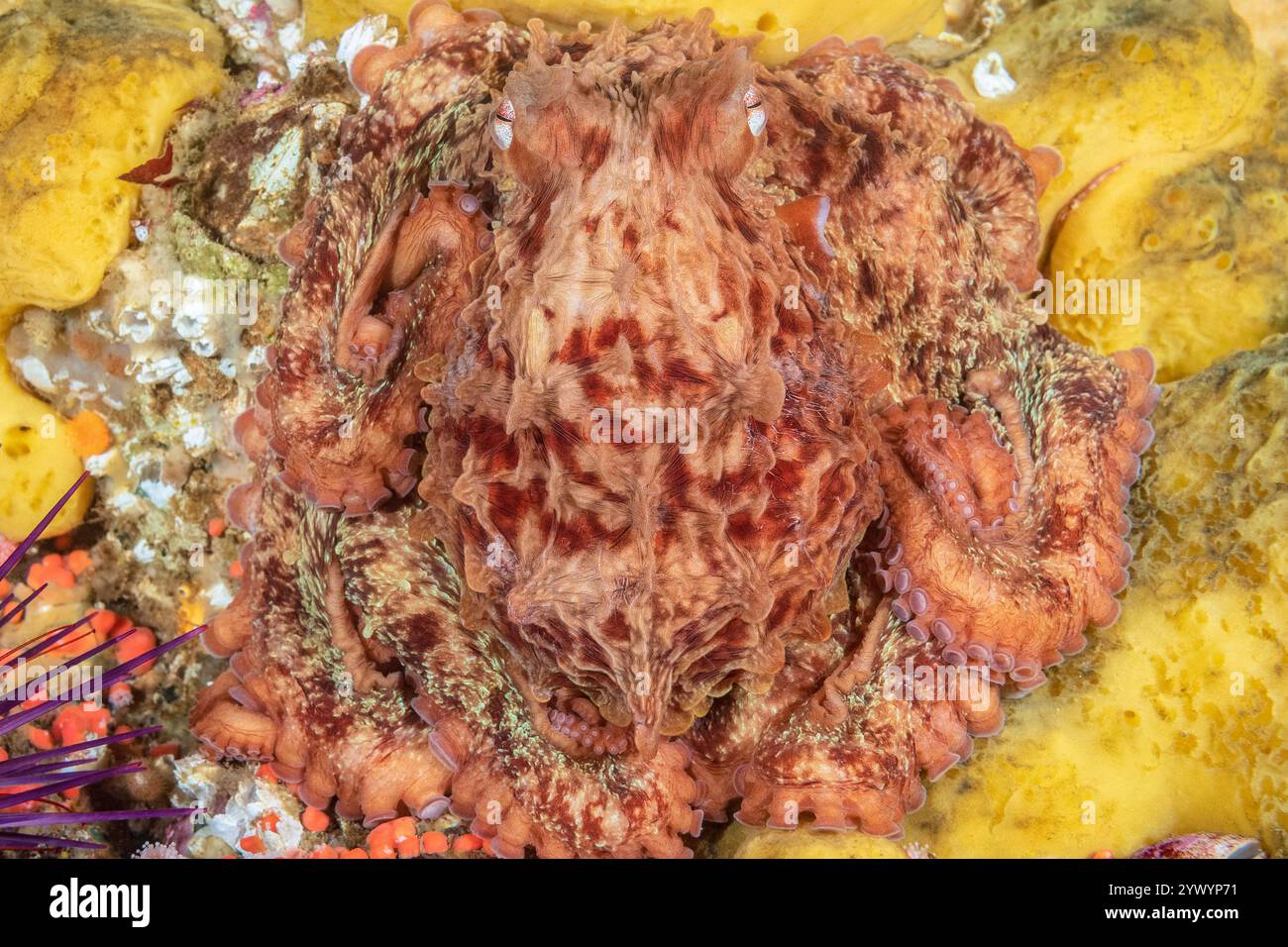 giant Pacific octopus, Enteroctopus dofleini, Discovery Passage, Quadra ...