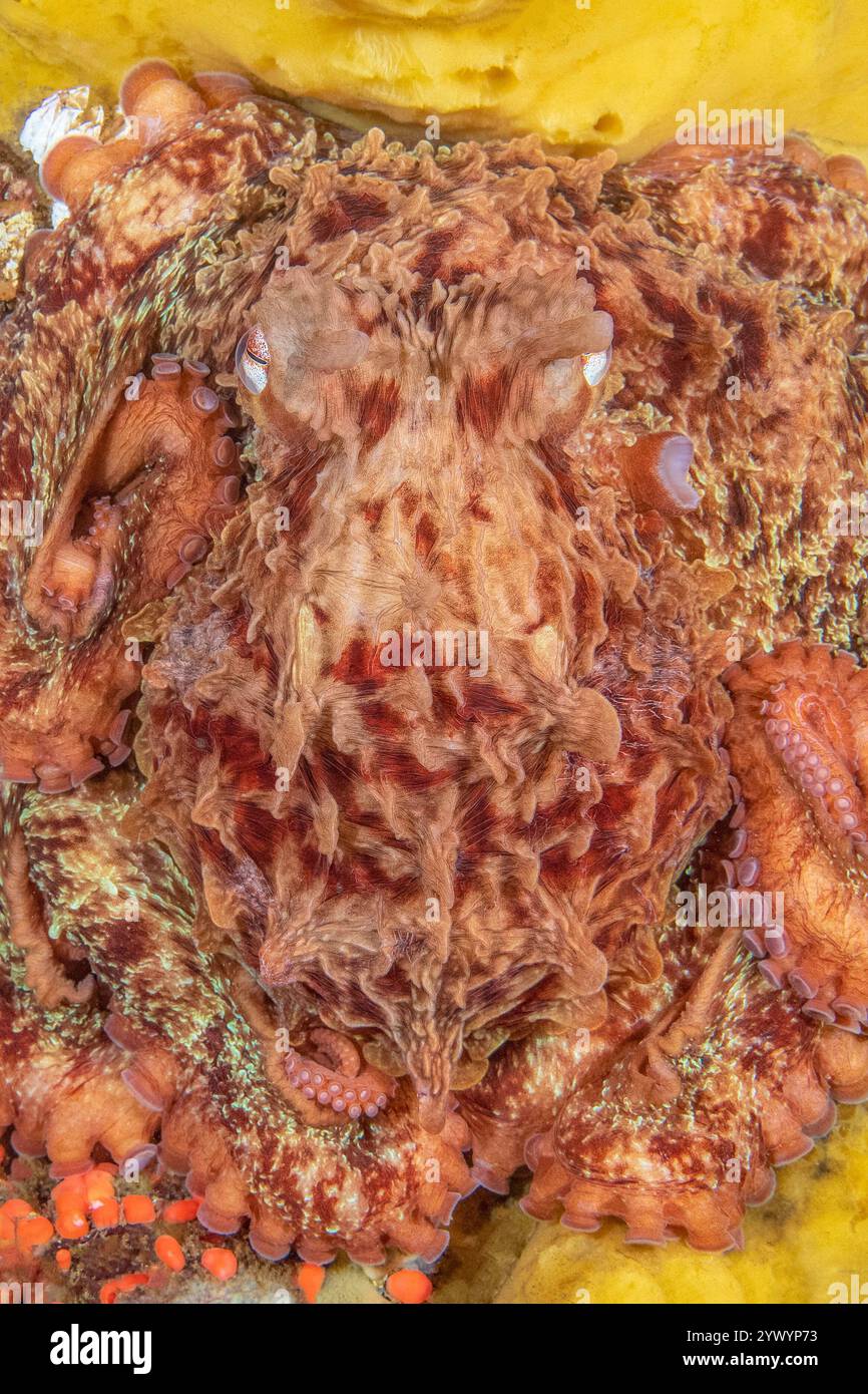 giant Pacific octopus, Enteroctopus dofleini, Discovery Passage, Quadra ...