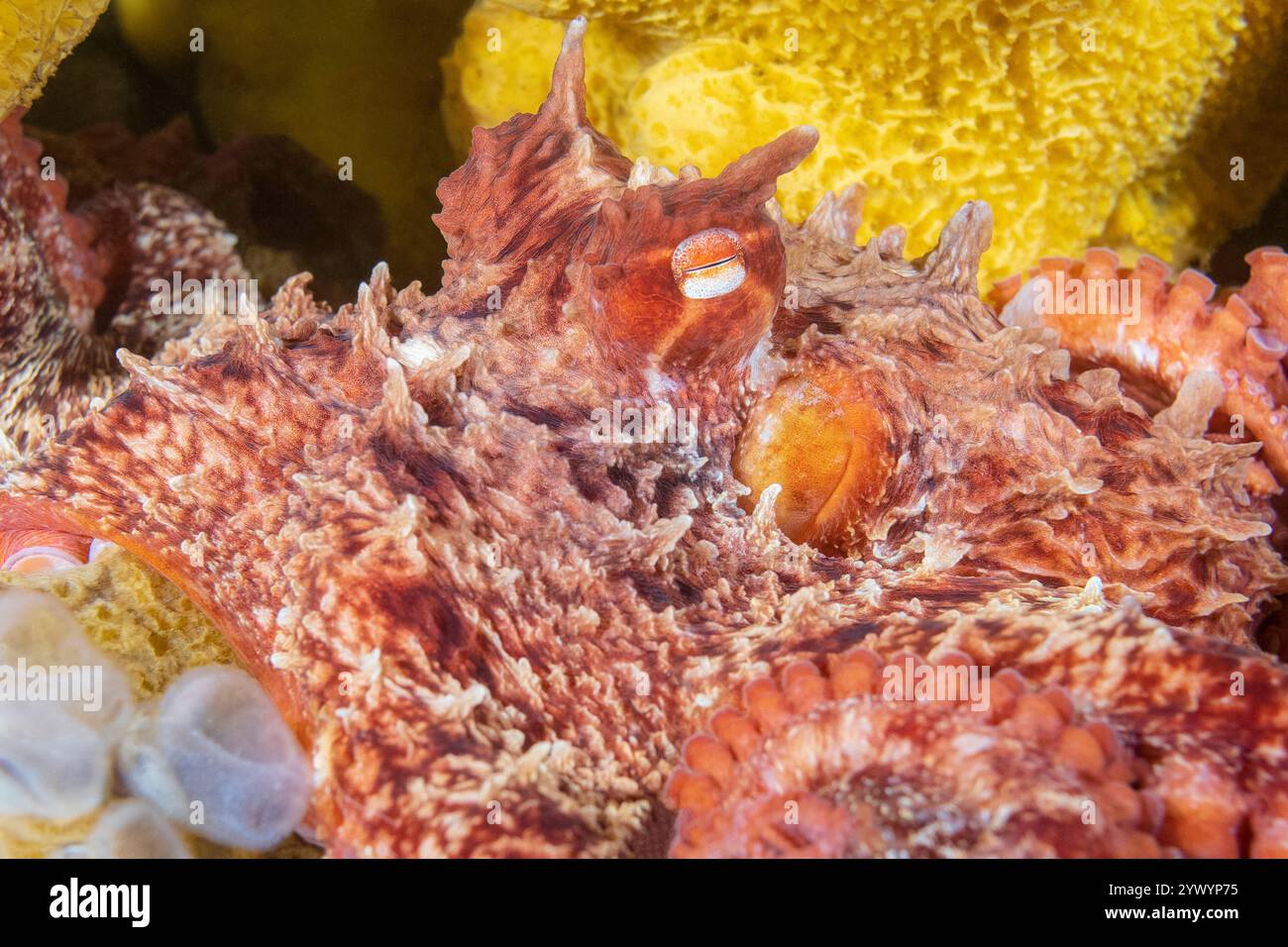 giant Pacific octopus, Enteroctopus dofleini, Discovery Passage, Quadra ...