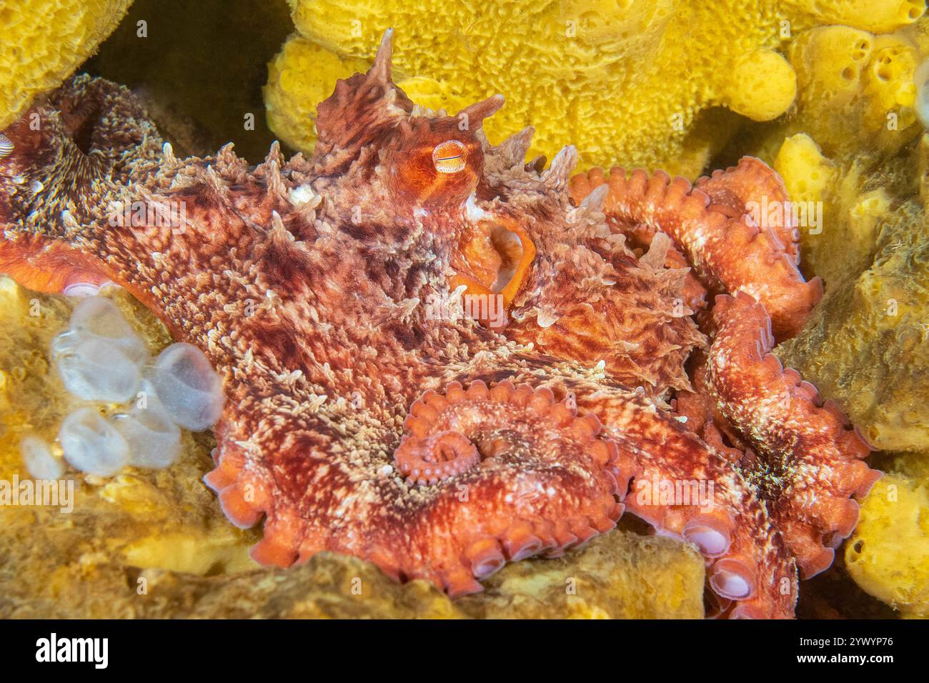 giant Pacific octopus, Enteroctopus dofleini, Discovery Passage, Quadra ...