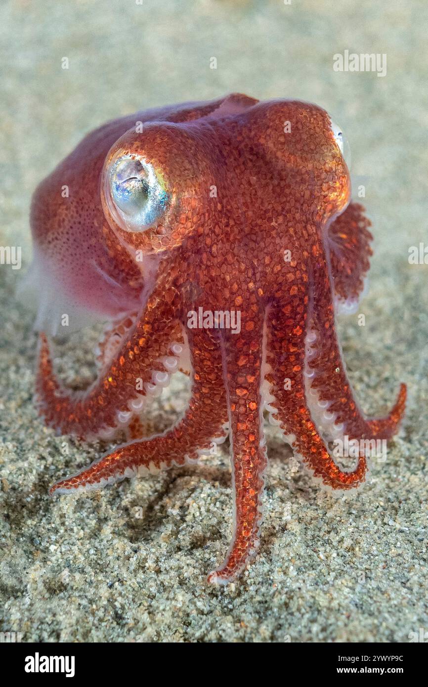 Invertebrate pacific northwest hi-res stock photography and images - Alamy