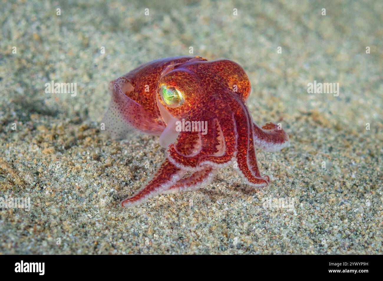 stubby squid or Pacific bobtail squid, Rossia pacifica, Puget Sound ...