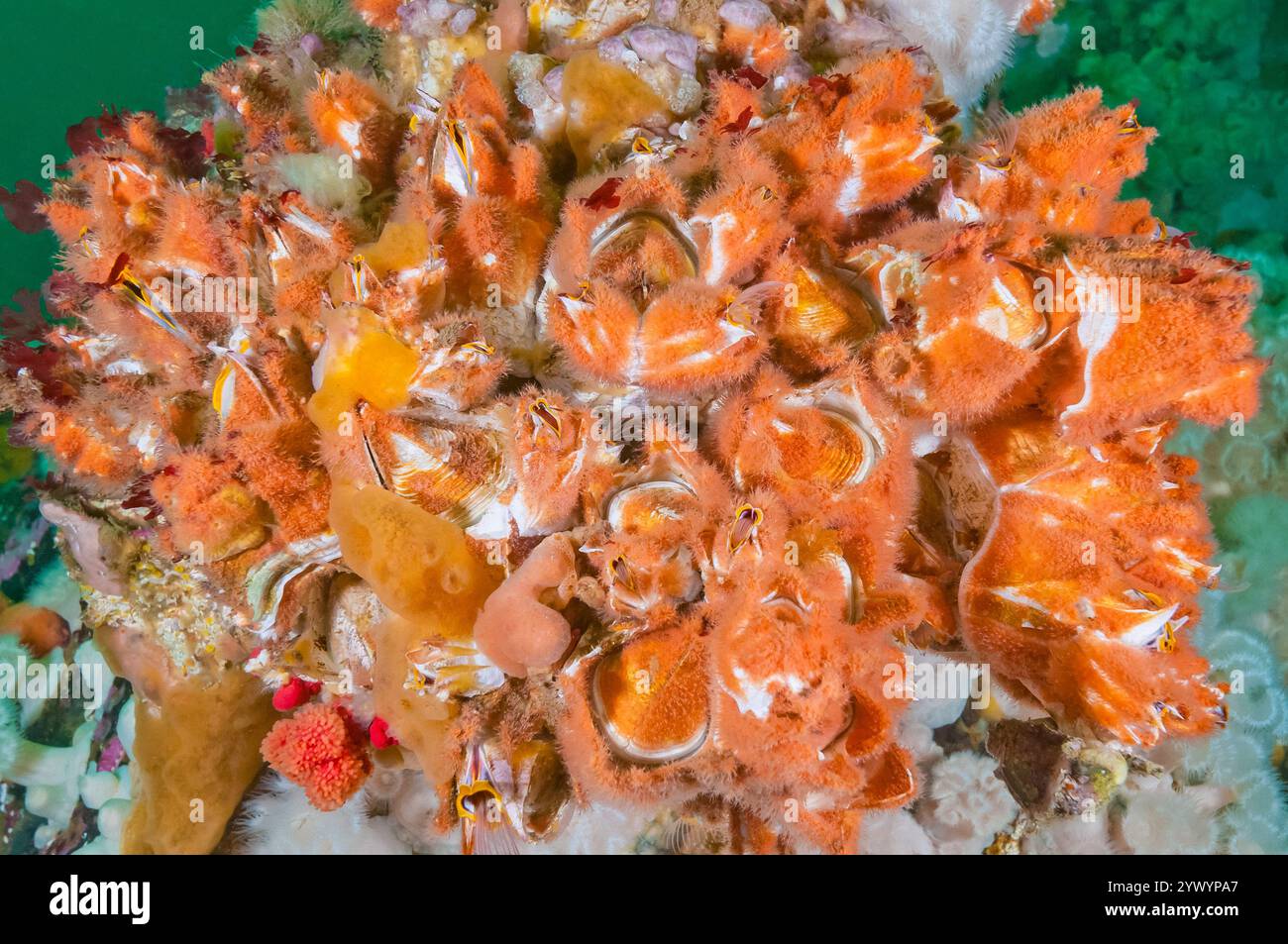 giant acorn barnacle, Balanus nubilus, barnacle fur hydroid ...