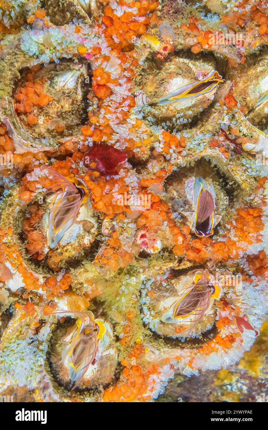 giant acorn barnacle, Balanus nubilus, orange social tunicate ...