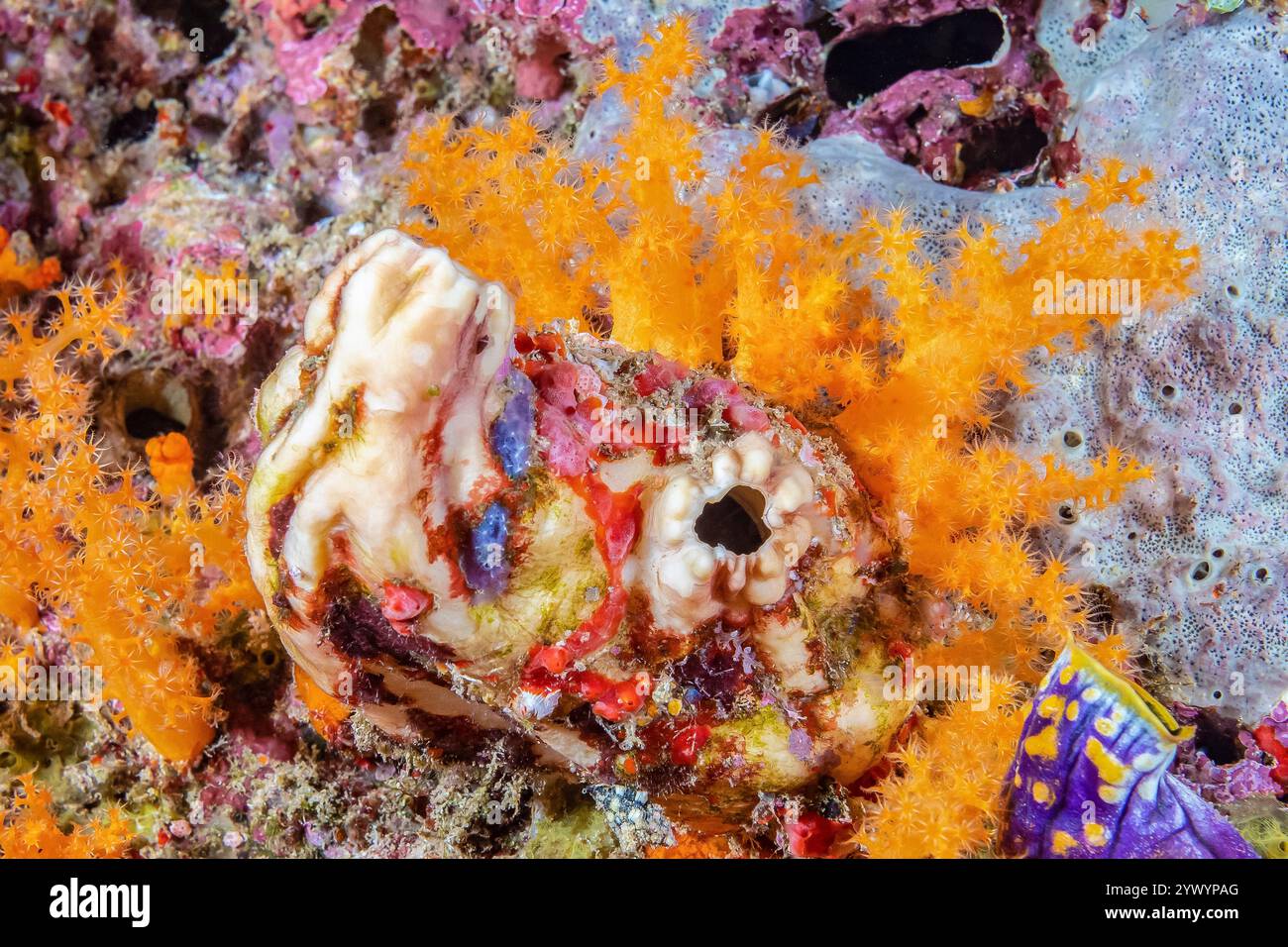 solitary tunicate, Polycarpa papillata, and soft coral, Scleronephthya ...