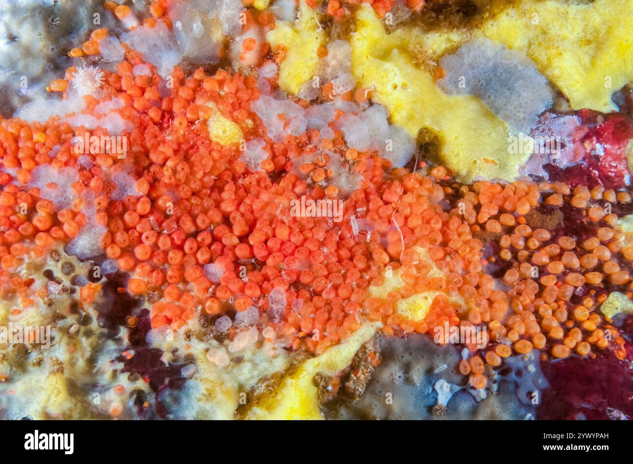 Isopod orange hi-res stock photography and images - Alamy