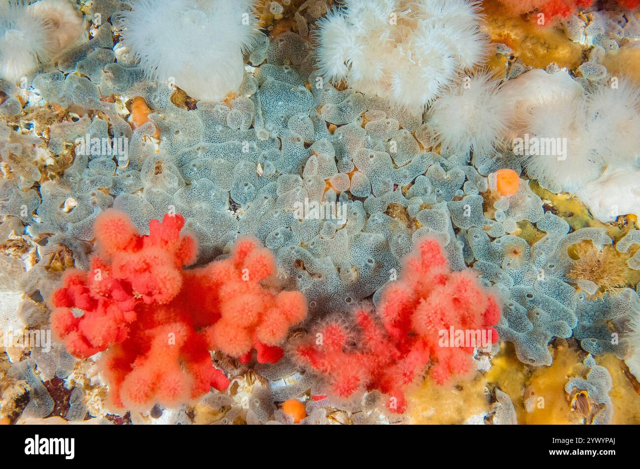 Compound tunicate hi-res stock photography and images - Alamy