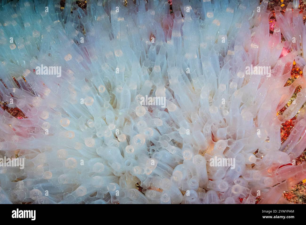 tunicate siphon hydroid, Bythotiara huntsmani, coralline algae, sea ...