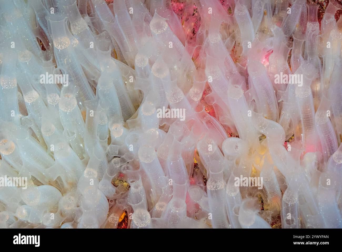 tunicate siphon hydroid, Bythotiara huntsmani, coralline algae, sea ...