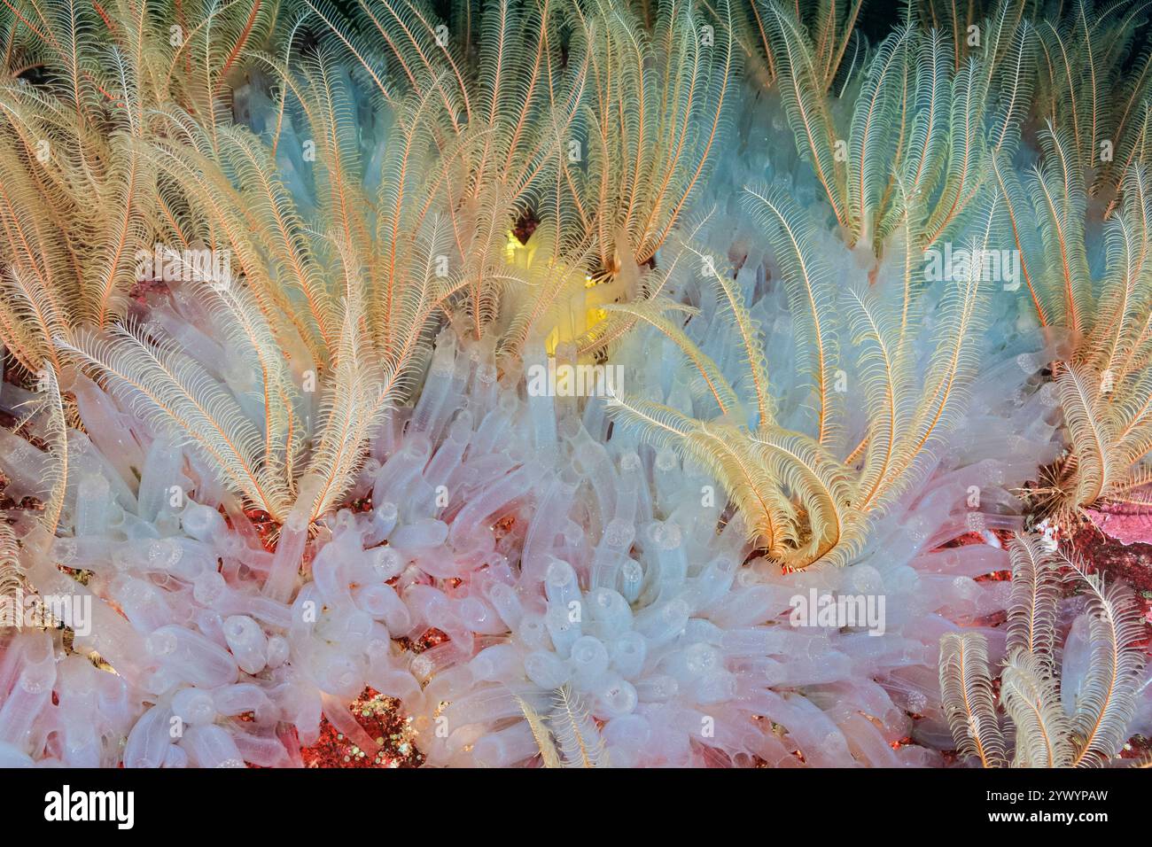Algae hydroid hi-res stock photography and images - Alamy