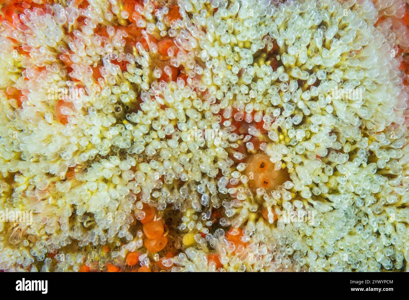 orange social tunicate, Metandrocarpa taylori, yellow social ascidian ...