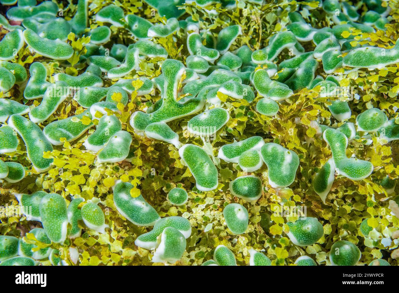 Lissoclinum sp hi-res stock photography and images - Alamy