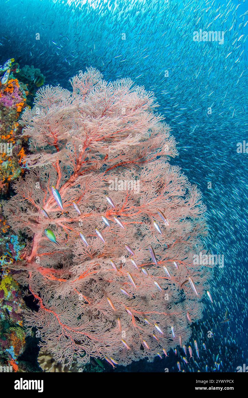 coral reef slope with schooling tropical anchovies (engraulids) and sea ...