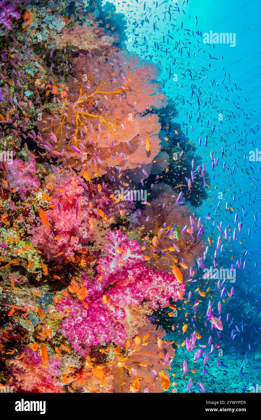 coral reef wall with divaricate tree coral, Dendronephthya sp., and sea ...